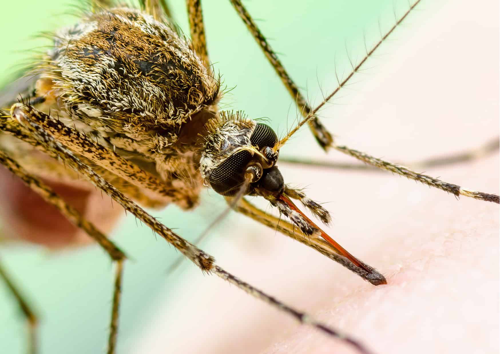 Pappataci, trasmissione delle malattie